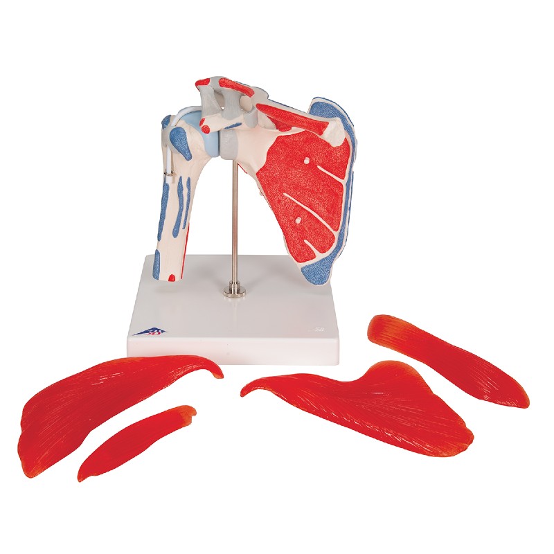 Shoulder Joint Model with Rotator Cuff | Health and Care